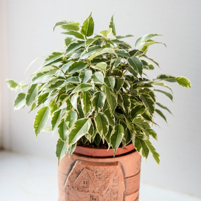 House Plant Weeping Figs, Set of Six Ficus benjamina Kinky with Jute ...