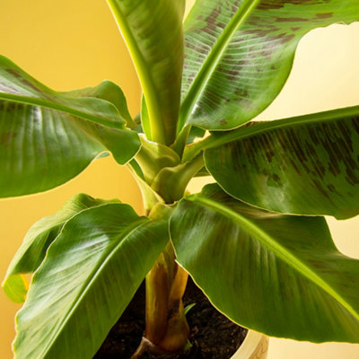 House Plants, Baby Banana Plants, Set of Six, Musa acuminata, Tropical ...