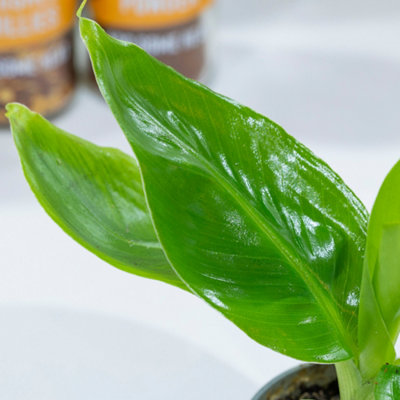 House Plants, Baby Banana Plants, Set of Six, Musa acuminata, Tropical ...