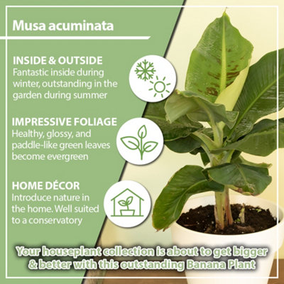 House Plants, Baby Banana Plants, Set of Six, Musa acuminata, Tropical ...