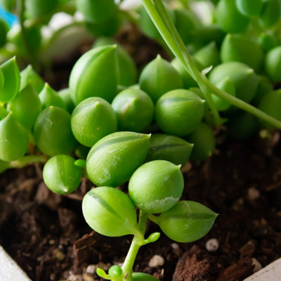 House Plants String of Beads, Senecio herreanus, Set of Three, Tropical ...