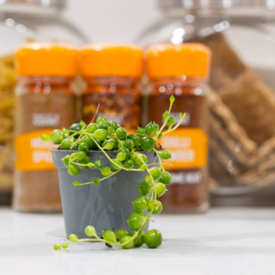 House Plants String of Beads, Senecio herreanus, Set of Three, Tropical ...