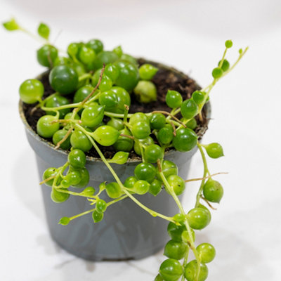 House Plants String of Beads, Senecio herreanus, Set of Three, Tropical ...