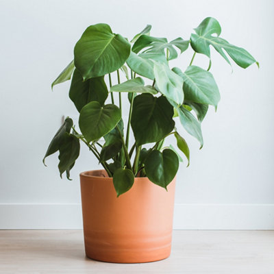 House Plants, Swiss Cheese Plants, Monstera deliciosa, Set of Three ...