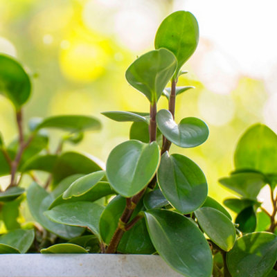 House Plants, Trailing Jade Peperomia rotundifolia, Set of Six, Indoor ...