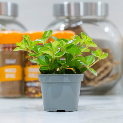 House Plants, Trailing Jade Peperomia rotundifolia, Set of Six, Indoor ...