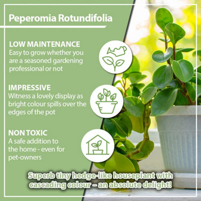 House Plants, Trailing Jade Peperomia rotundifolia, Set of Six, Indoor ...