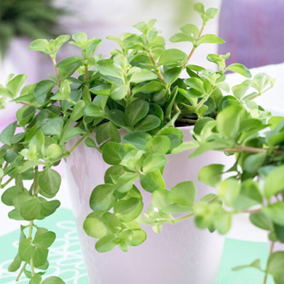 House Plants, Trailing Jade Peperomia rotundifolia, Set of Three ...
