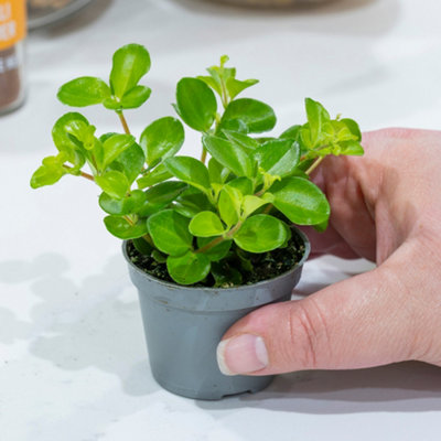 House Plants, Trailing Jade Peperomia rotundifolia, Set of Three ...