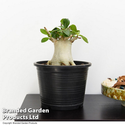 Houseplant Adenium NB Ansu Baobab 12cm Potted Plant x 1