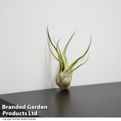 Houseplant Air Plant Tillandsia Caput Medusa Medium x 2