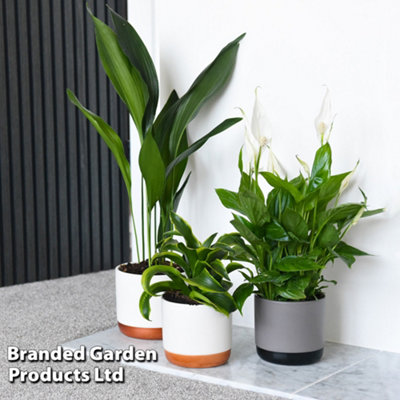 Houseplant Almost Unkillable Collection - 3 Potted Plants