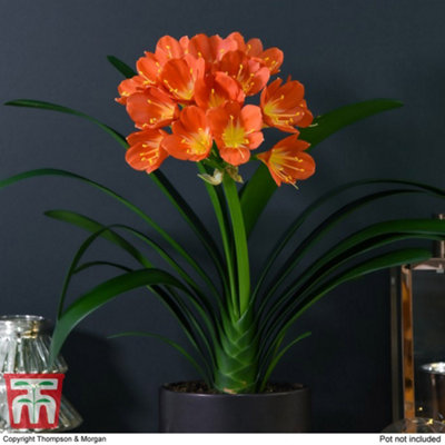 Houseplant Clivia miniata 13cm Pot x 1