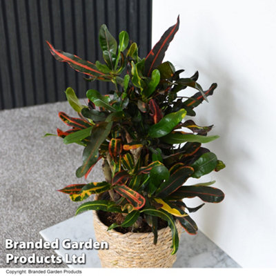 Houseplant Codiaeum variegatum Mammi 12cm Potted Plant x 1 | DIY at B&Q
