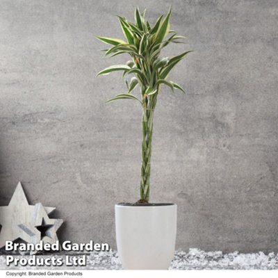 Houseplant Dracaena Surculosa Twisted Stem 12cm Potted Plant x 1 | DIY ...