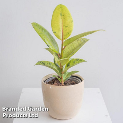 Houseplant Ficus elastica Shivereana 12cm Potted Plant x 1