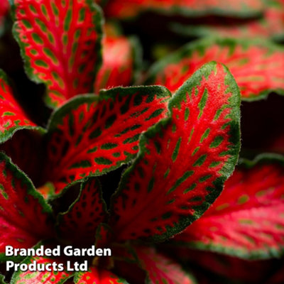 Houseplant Fittonia mosaic Red Tiger 8.5cm Potted Plant x 1