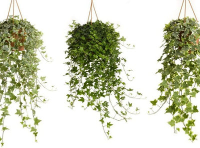 Houseplant Hedera Helix Mix 19cm Potted Plant x 2