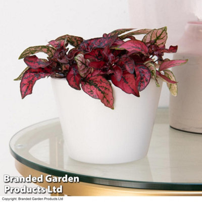 Houseplant Hypoestes phyllostachya (Polka Dot Plant) Red 9cm Potted ...
