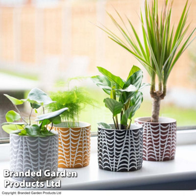 Houseplant Mini Jungle Mixed In Decorative 7cm Croco Pot x 3 (Height 15cm)