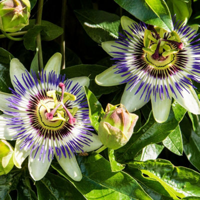 Houseplant Passiflora caerulea Hoop 13cm Pot x 1
