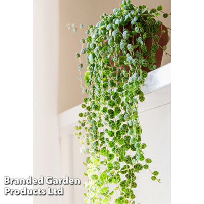 Houseplant Peperomia prostrata (String of Turtles) 6cm Pot x 1