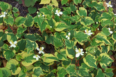 Houttuynia cordata 'Boo Boo' - 3Ltr Bareroot - Marginal Aquatic Pond Plant