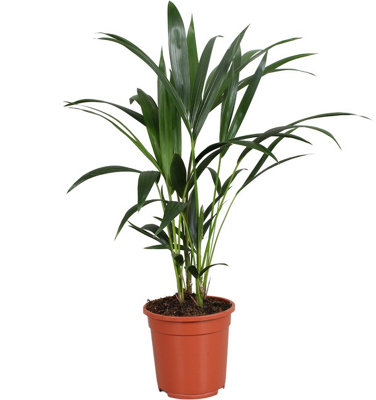Howea Forsteriana 4pp, 17cm Pot Size, 70cm Tall, Howea Forsteriana 4pp ...