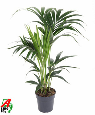 Howea Forsteriana 4pp, 17cm Pot Size, 80cm Tall, Howea Forsteriana 12pp ...