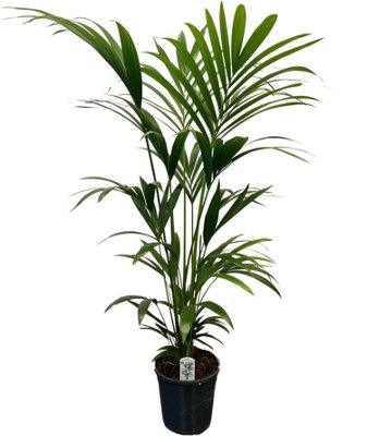 Howea Forsteriana 6pp , 24cm Pot Size , 140cm Tall , Kentia , Indoor ...