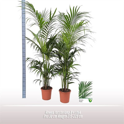 Howea Forsteriana 8pp, 30cm Pot Size, 220cm Tall, Kentia Palm, Indoor ...