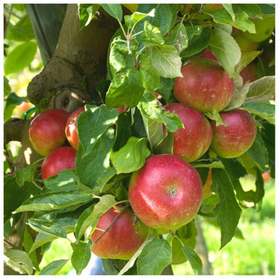 Howgate Wonder Apple Tree 4-5ft Ready to Fruit, Juicy & Sweet, Cook ...