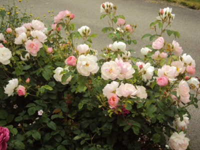 Huge Climbing Tricolour Rose Bush - Pink, White & Apricot - VERY RARE ...