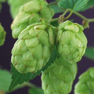 Humulus Nordbrau Garden Plant - Fast-Growing Hop Vine, Ideal for Home ...