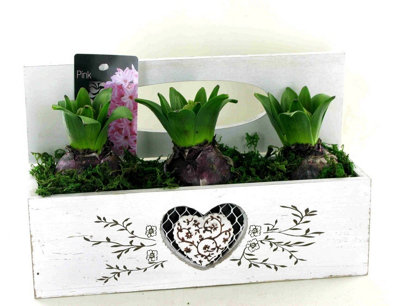 Hya Fl 3802 Tissue Box 3PP, 28cm Pot Size, 20cm Tall, Violet