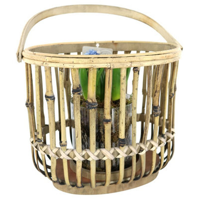 Hya Fl 9946 Lantern Francisco, 31cm Pot Size, 30cm Tall, Lanternflower ...
