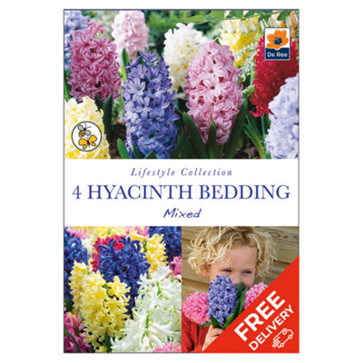 Hyacinth Bedding Mixed - Spring Flower Bulbs - 4 Bulbs | DIY at B&Q