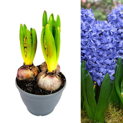 Hyacinth Blue Bulb Trio in 12cm Pot - Three Easy to Grow Hyacinthus ...