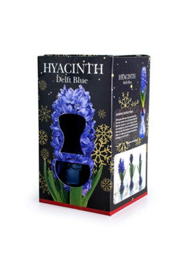 Hyacinth Bulb in Blue Vase (1 bulb) - Gift Box by Jamieson Brothers ...