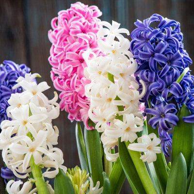 Hyacinth Carnival Bulb Trio in 13cm Pot - Fragrant Mixed Colour ...