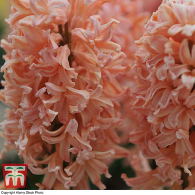 Hyacinth Gypsy Queen - 10 Bulbs