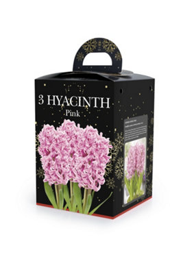Hyacinth Pink (3 bulbs) - Gift Box by Jamieson Brothers | DIY at B&Q