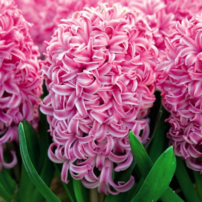 Hyacinth Pink Pearl 5 Bulbs - Spring Flowering | £9.99 at B&Q
