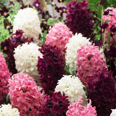 Hyacinth Pretty in Pink 10 Bulbs
