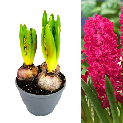 Hyacinth Red Bulb Trio in 12cm Pot - Three Easy to Grow Hyacinthus ...