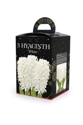 Hyacinth White (3 bulbs) - Gift Box by Jamieson Brothers | DIY at B&Q