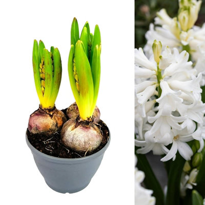 Hyacinth White Bulb Trio in 12cm Pot - Three Easy to Grow Hyacinthus ...