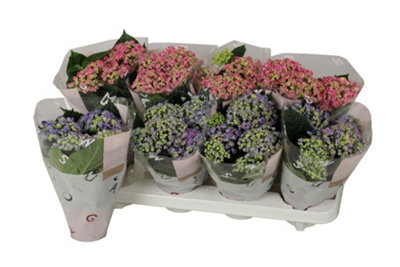 Hydr M Curly Wurly Mixed 3-5, 10cm Pot Size, 23cm Tall, Mixed Curly ...