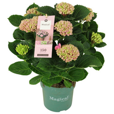 Hydr M Magical Revolution Pink, 14cm Pot Size, 35cm Tall, Hydrangea ...