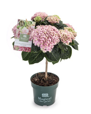 Hydr M Magical Revolution Rose, 14cm Pot Size, 45cm Tall, Magical ...
